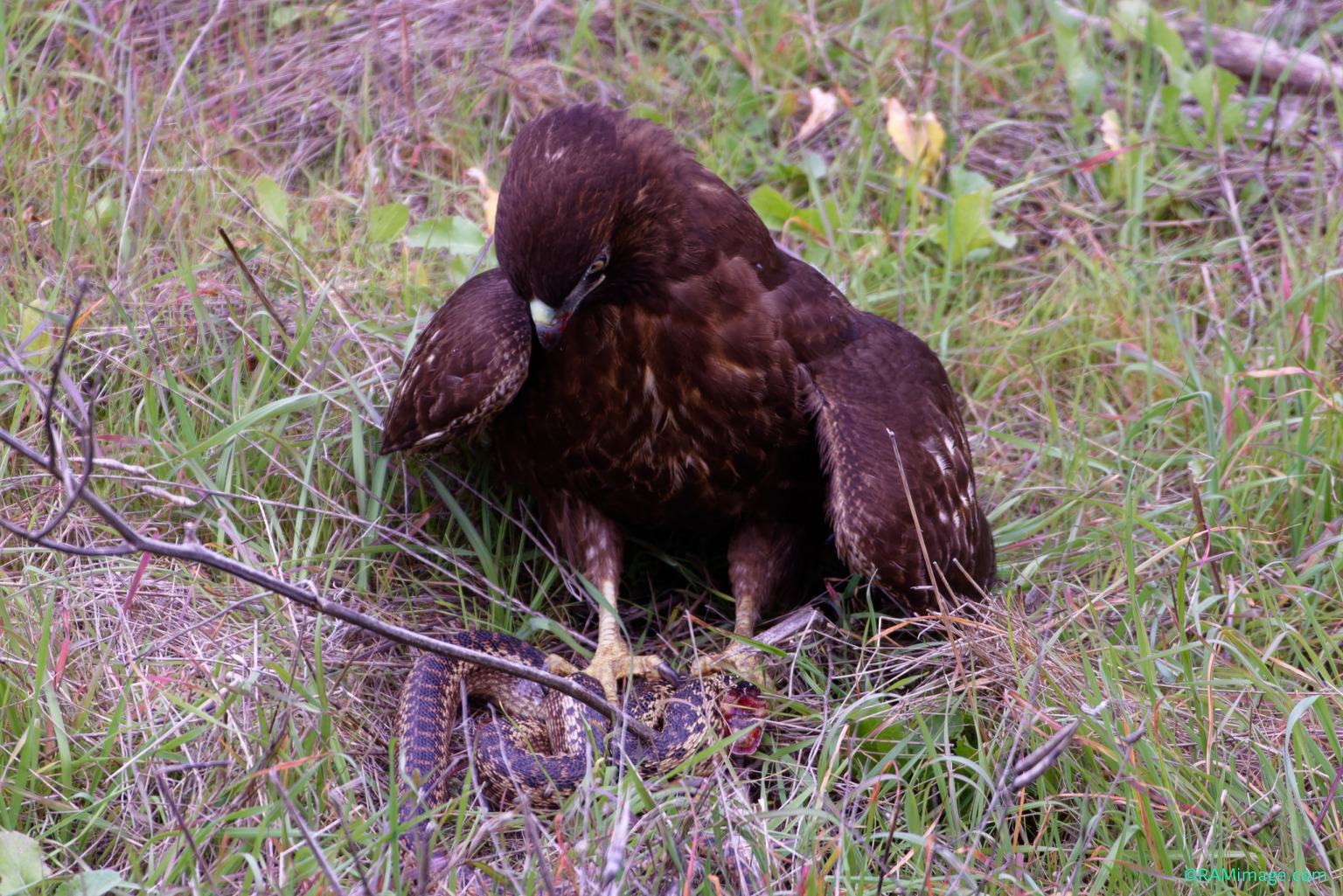 Golden Eagle With Gopher Snake - RAMimage Nature Photography