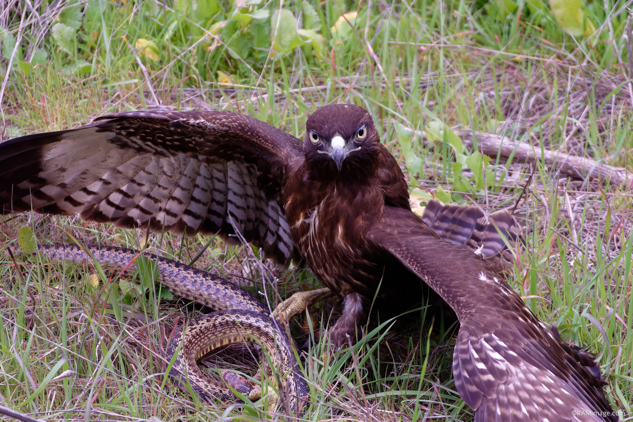 Golden Eagle With Gopher Snake - RAMimage Nature Photography